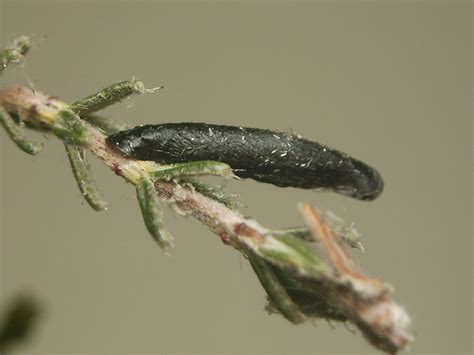 Coleophora Pyrrhulipennella Larval Case Ukmoths