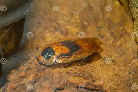 Cockroach Are A Paraphyletic Group Of Insects Belonging To Blattodea Cockroaches Are An Ancient