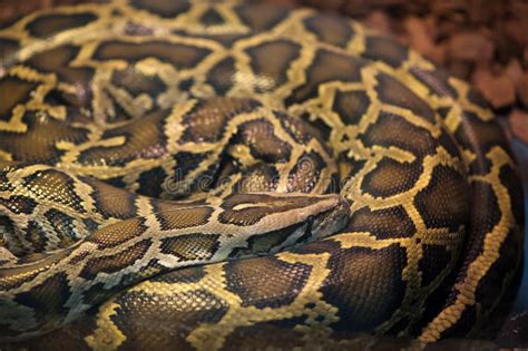 Python Snake Sleep Stock Image Image Of Head Python