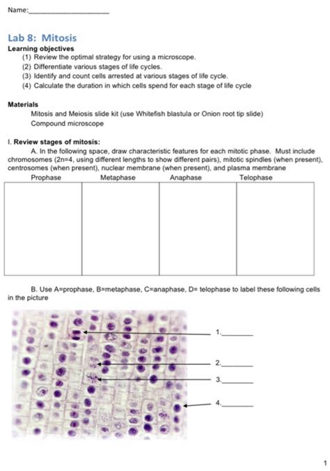 Solved Name Lab 8 Mitosis Learning Objectives 1 Review