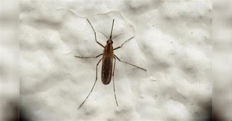 Preocupación En El Amba Por Invasión De Mosquitos De Qué Especie Son