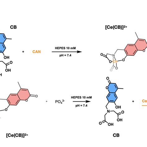 The Proposed Multi Step Reaction Mechanism Presenting The Fluorescent