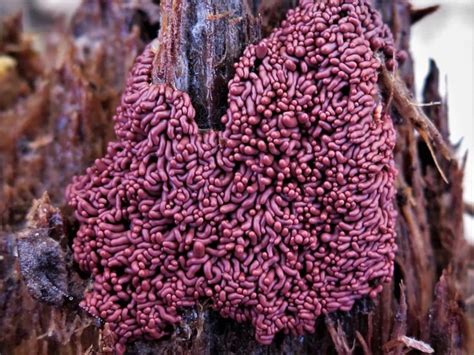 Ew What Is That Photographer Captures Gross Beautiful Slime Moulds