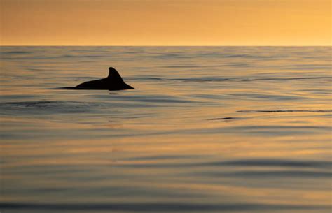 Marsopa Fotos Banco De Fotos E Imágenes De Stock Istock