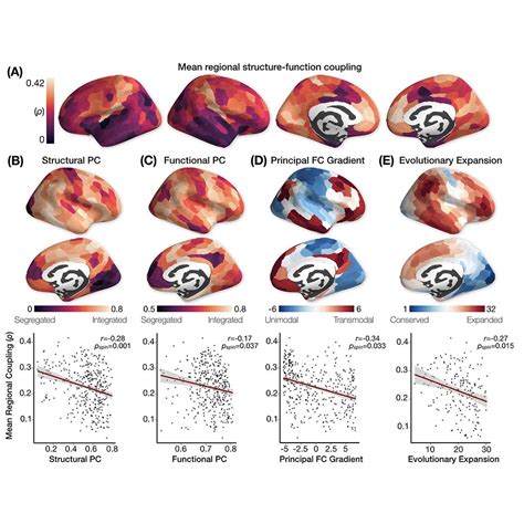 Development Of Structure Function Coupling In Youth