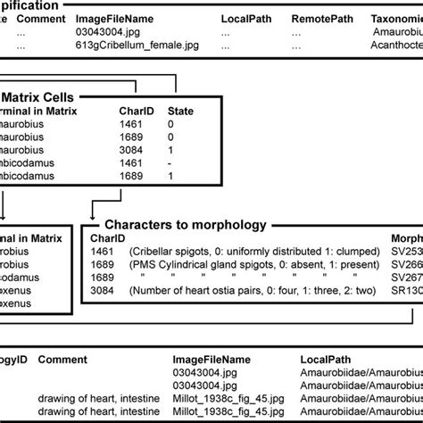 The Phylogenetic Matrix Table Matrix Cells And The Four Tables Used