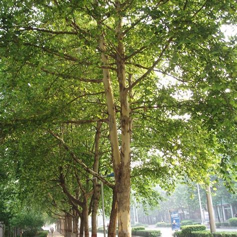 Platanus Acerifolia Morton Circle ~ Exclamation ™ London Planetree