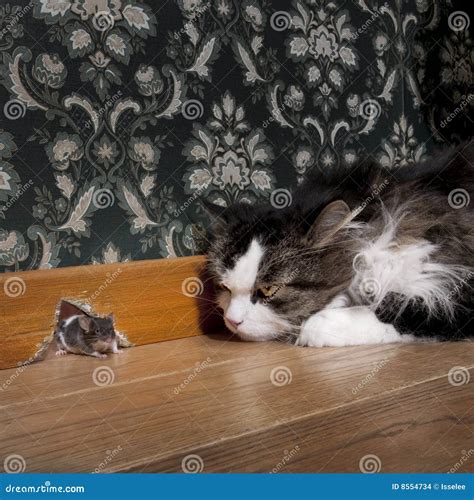 Gato Que Olha Fixamente Em Um Rato Foto De Stock Imagem De Alerta