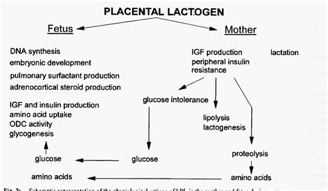 Human Placental Lactogen Semantic Scholar