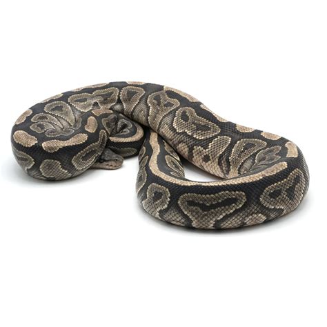 Hypo Cinnamon Ball Python Reptilia