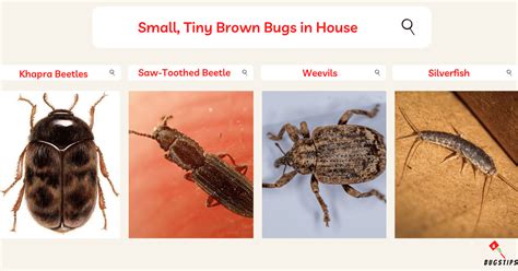 14 Small Tiny Brown Bugs In House Expert Guide Bugstips