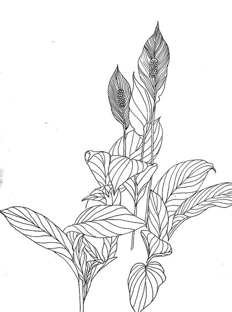 植物写生左艺 站酷zcool