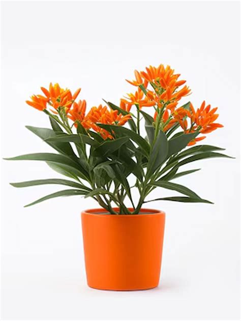 Butterfly Weed Garden Composer
