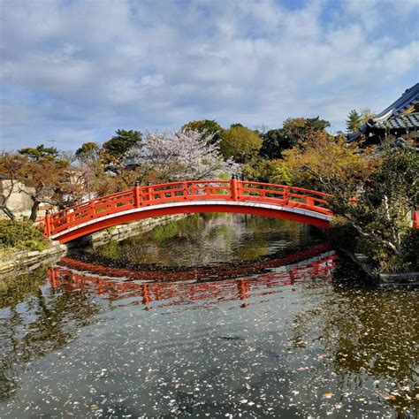 神泉苑の桜も青葉が目立つようになってき 京都府京都市中京区 セミノールのかにく ウェザーニュース
