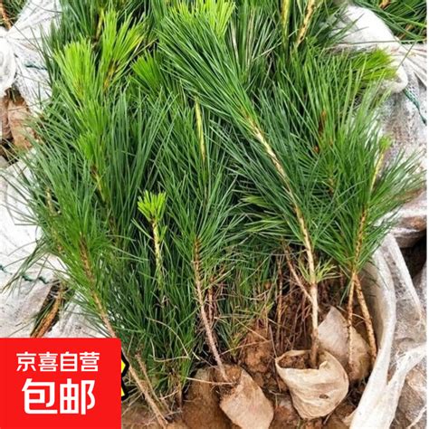 黑松树树苗雪松白皮松小苗庭院园林工程绿化风景大树四季常青植物 黑松【1 2米1棵】 其他【图片 价格 品牌 报价】 京东