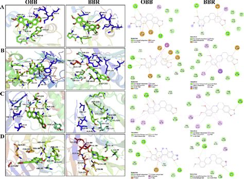Schematic Diagram Showing The Interaction Of Obb And Bbr With Different Download Scientific