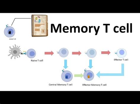 Memory T Cells Cartoon