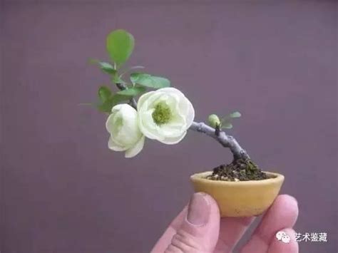 瑰寶之作微型盆栽 每日頭條