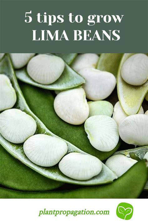 5 Tips To Grow Lima Beans Growing Lima Beans Lima Beans Beans