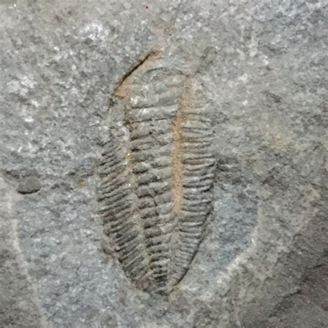 Triarthrus Beckii Trilobites The Fossil Forum