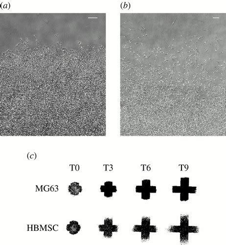 Experimental Characterization And Computational Modelling Of Two Dimensional Cell Spreading For