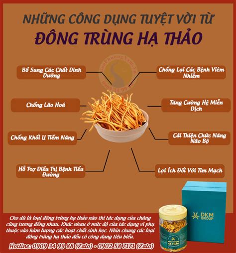 6 lợi ích tuyệt vời của Đông Trùng Hạ Thảo dành cho sức khỏe người sử