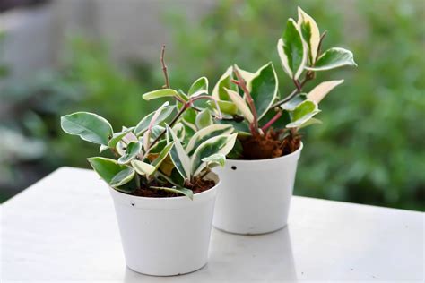 Indoor Care Guide For Hoya Plants Houseplant Alley