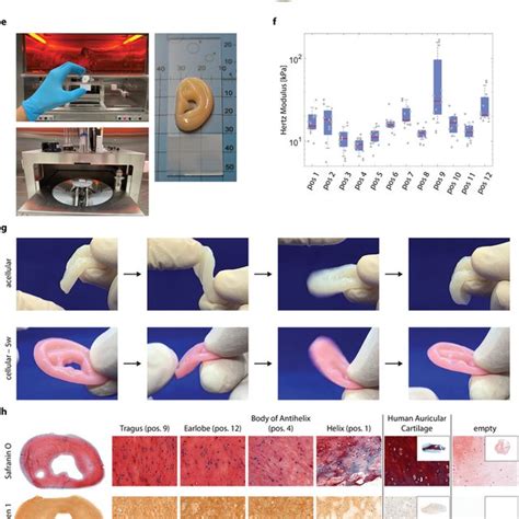 Bioprinting And In Vivo Neocartilage Formation A Representative Download Scientific Diagram