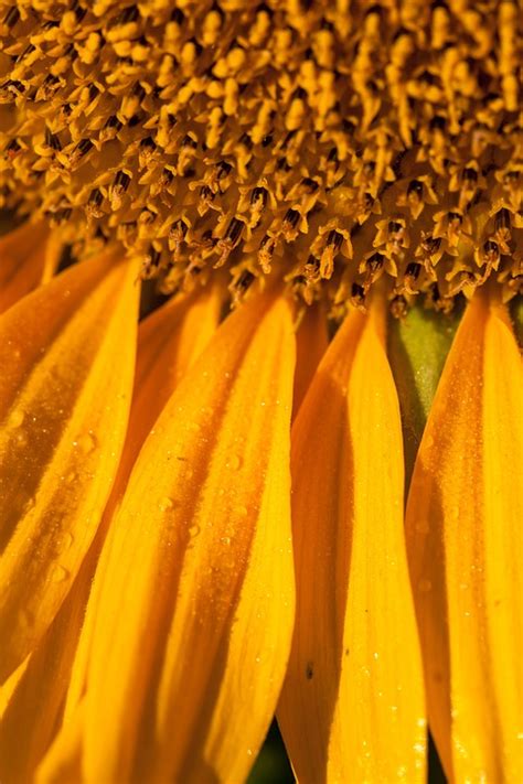 Flower Sunflower Standard Type Free Photo On Pixabay Pixabay