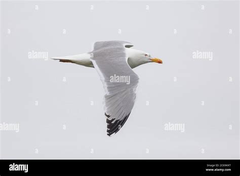 Yellow Legged Gull Larus Michahellis Larus Cachinnans Michahellis