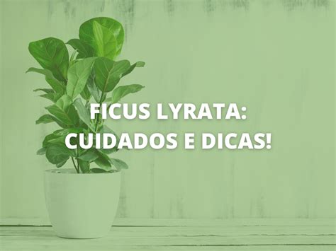 Ficus Lyrata Como Cuidar e usar na Decoração