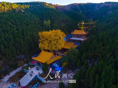 濟南千年銀杏滿樹金黃 遍地黃金驚艷秋天 每日頭條