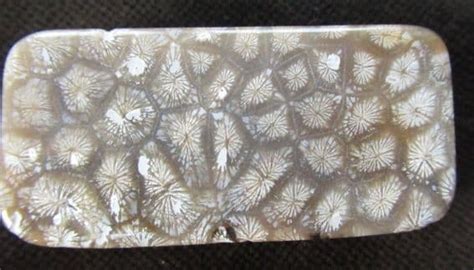 Cabochon Of Tisbury Starstone Jurassic Wiltshire