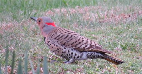 Annes Creative Cornucopia Female Northern Yellow Shafted Flicker