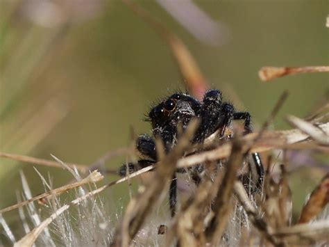 Réf 303361 — Arachnida Araneae Salticidae Macaroeris Nidicolens