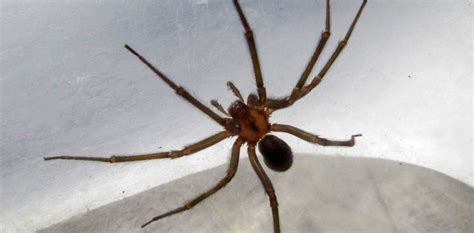 Cómo Saber Si Una Araña Es Venenosa La App Que Ayuda En Casos De Urgencia
