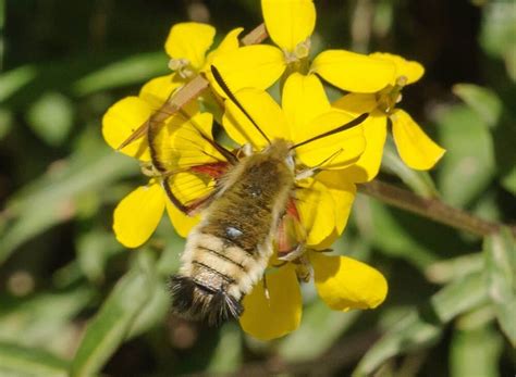 21 Moths That Look Like Bees Wasps With Pictures