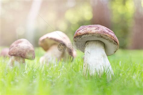 生长在森林里的特写镜头牛肝菌在绿草空地的Cep真菌采集野生食用菌概念阳光明媚的日子与太阳耀高清图片下载 正版图片505306137 摄图网