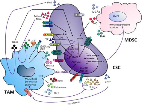 Bidirectional Interaction Between Tammdsc And Cancer Stem Cells Tams