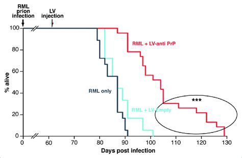 Treatment With Anti Prp Shrna Expressing Lentivirus Prolongs Survival Download Scientific