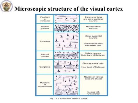 Anatomy Of Lateral Geniculate Body And Visual Cortex Pptx Brain And Nervous System Disorders