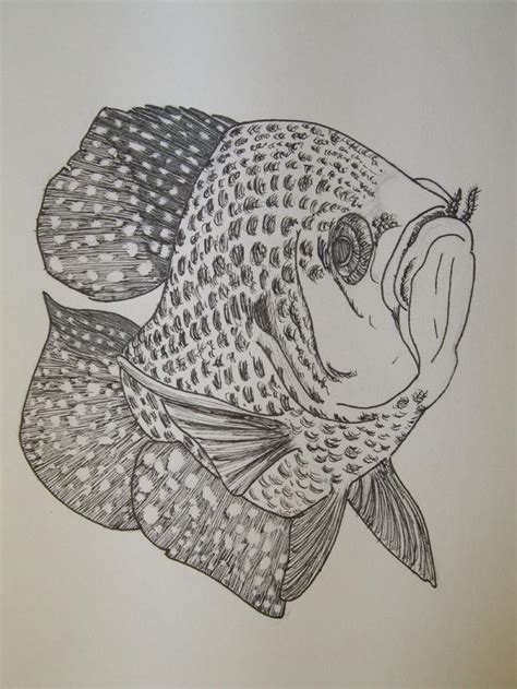 Crappie Drawing