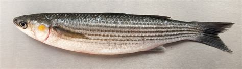 Chelon Auratus Laguna Project Atlante Della Laguna