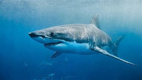 Beachgoers Spot Shark In Waters At Florida Escape Safely