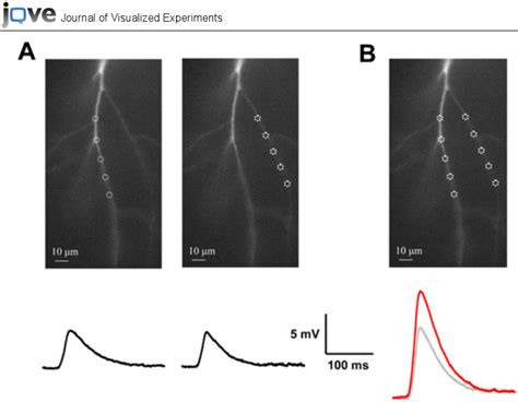 Non Linear Summation Across Dendritic Branch Points A Distributed
