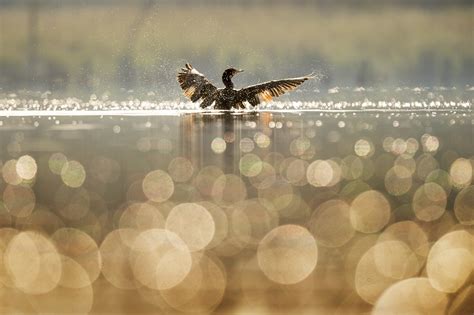 Tips For Generating Beautiful Bokeh