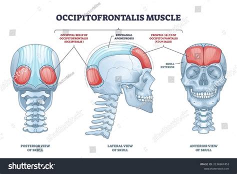 Lab Exam 3 Muscles Flashcards Quizlet