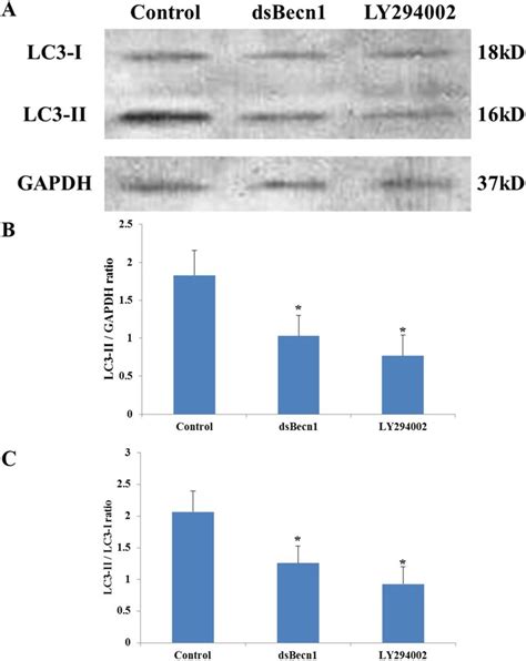 Western Blotting Assay For Conversion Of Lc3 I Cytosolic To Lc3 Ii