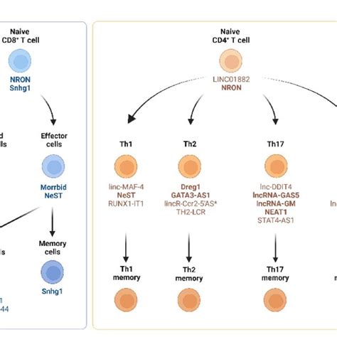 Lncrnas Regulating Cd8 T Cells Gd T Cells And Nkt Cells During