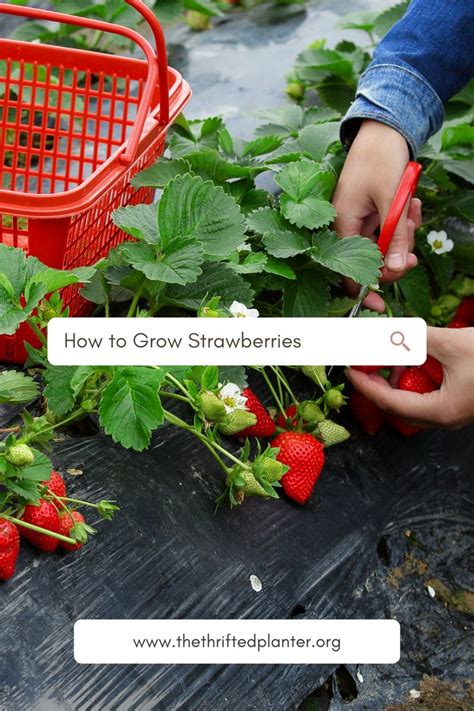 Strawberry Gardening Tips Grow Sweet Strawberries In Your Garden